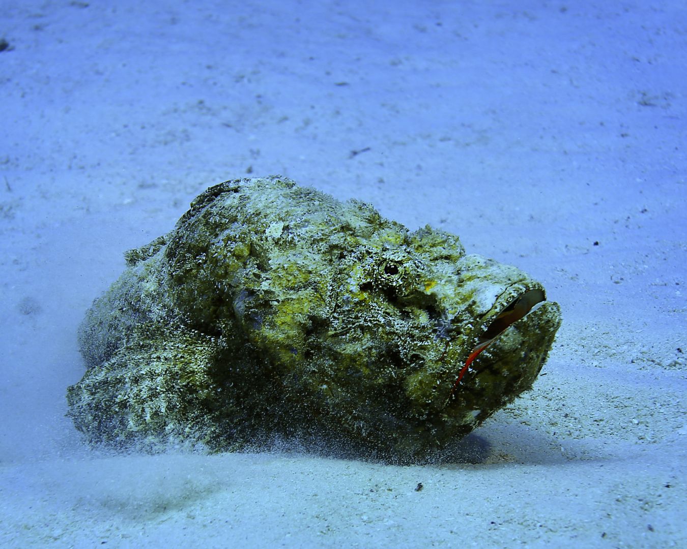 Fauna - Komodo National Park