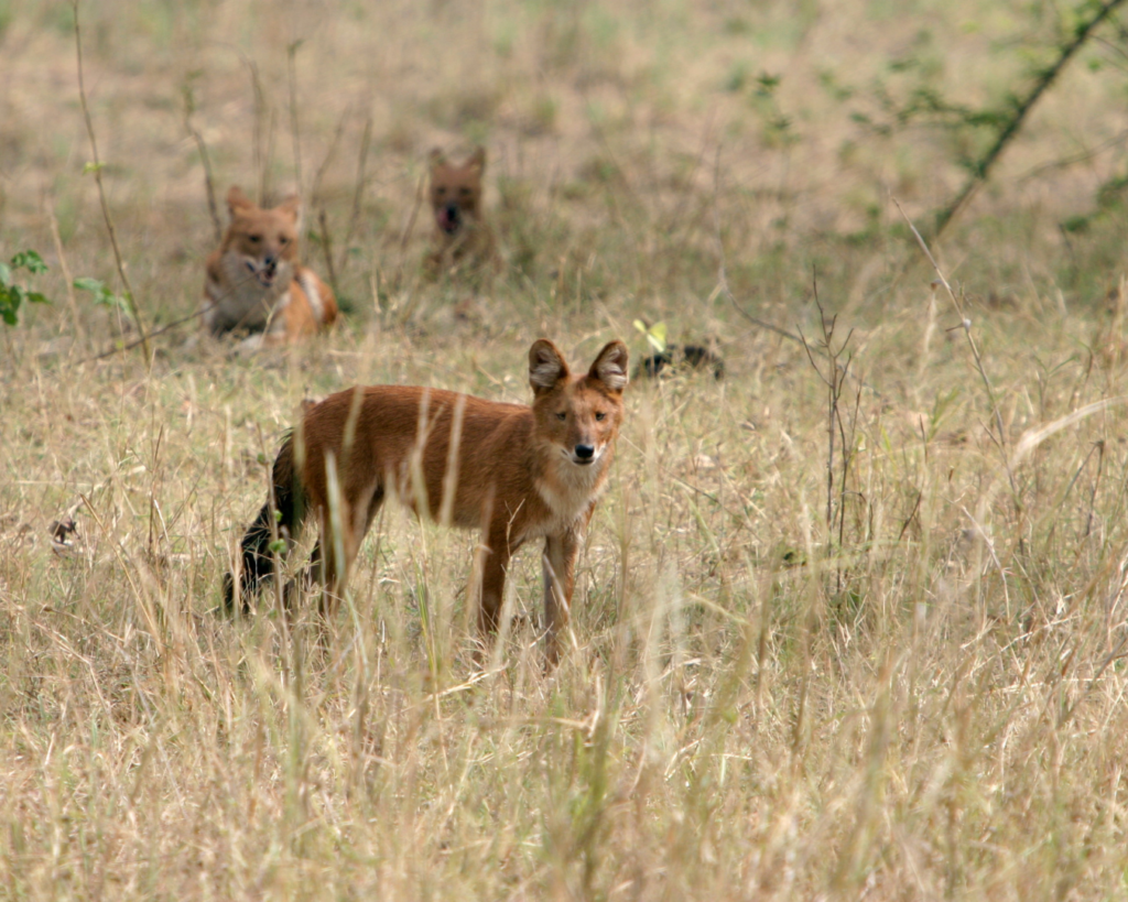 Fauna - Komodo National Park