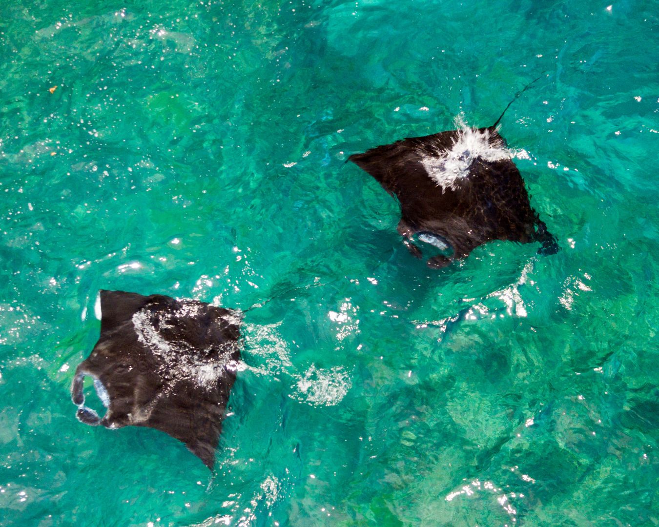 Fauna - Komodo National Park