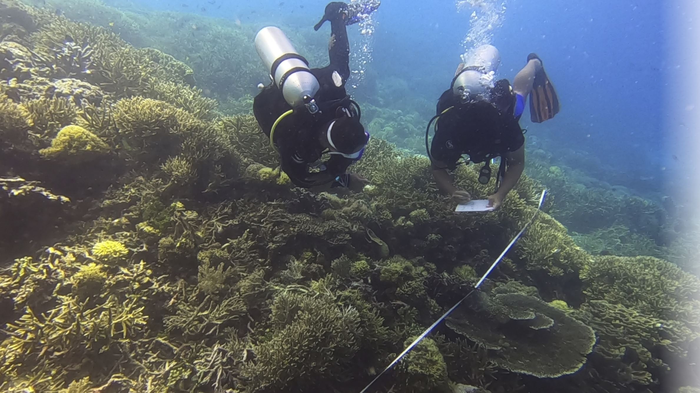 Magang di TN Komodo, Serunya Belajar Metode Line Intercept Transect ...
