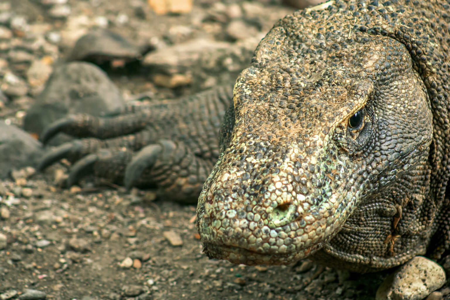 Fauna - Komodo National Park